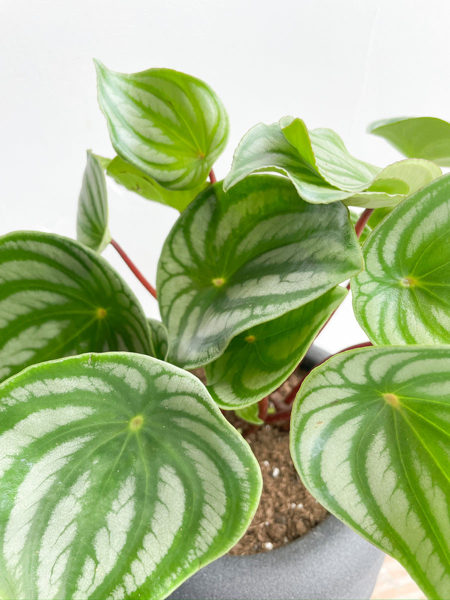 Plants – Meraki Floral Co.